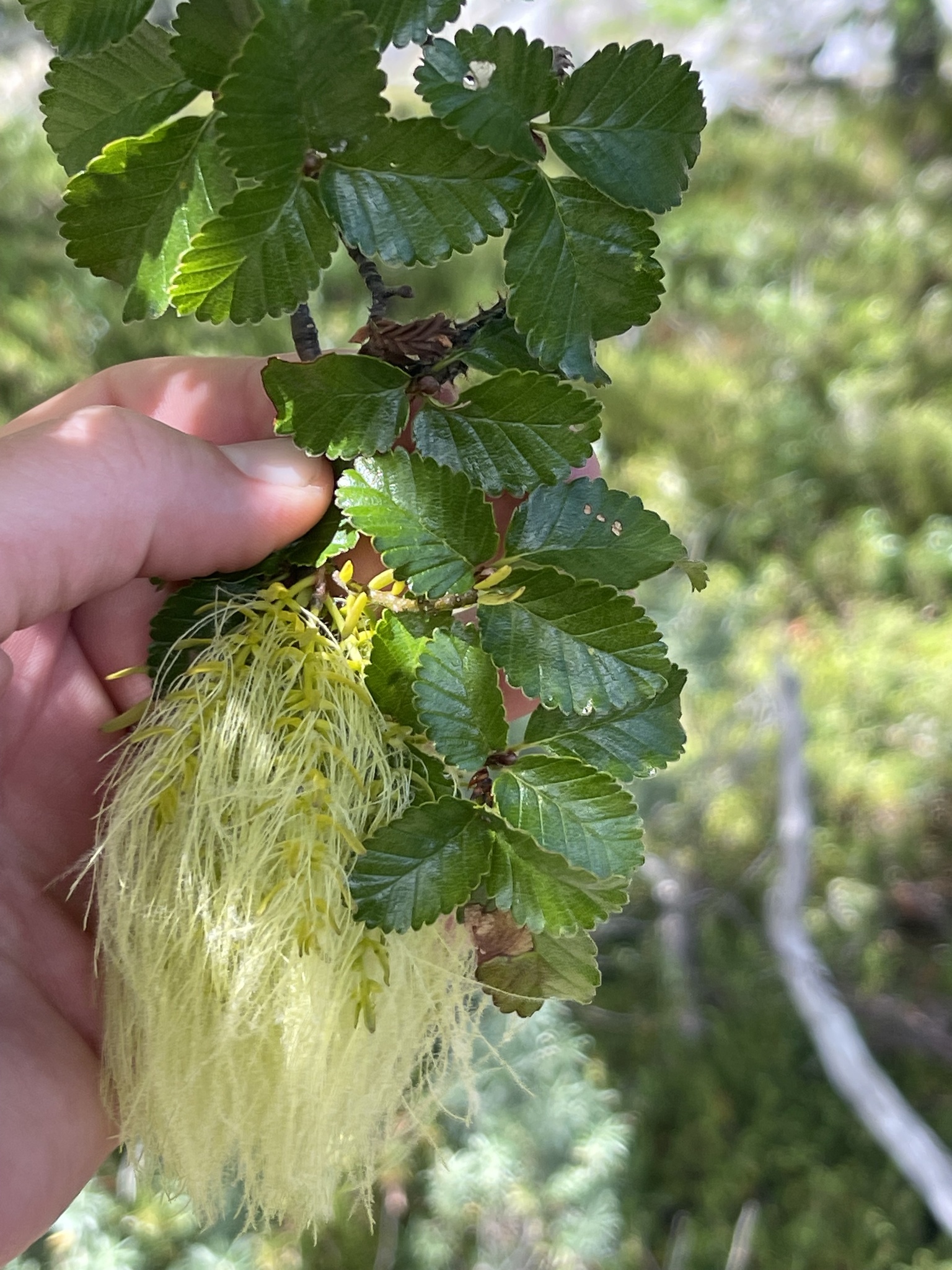 Nothofagus pumilio (Poepp. & Endl.) Krasser