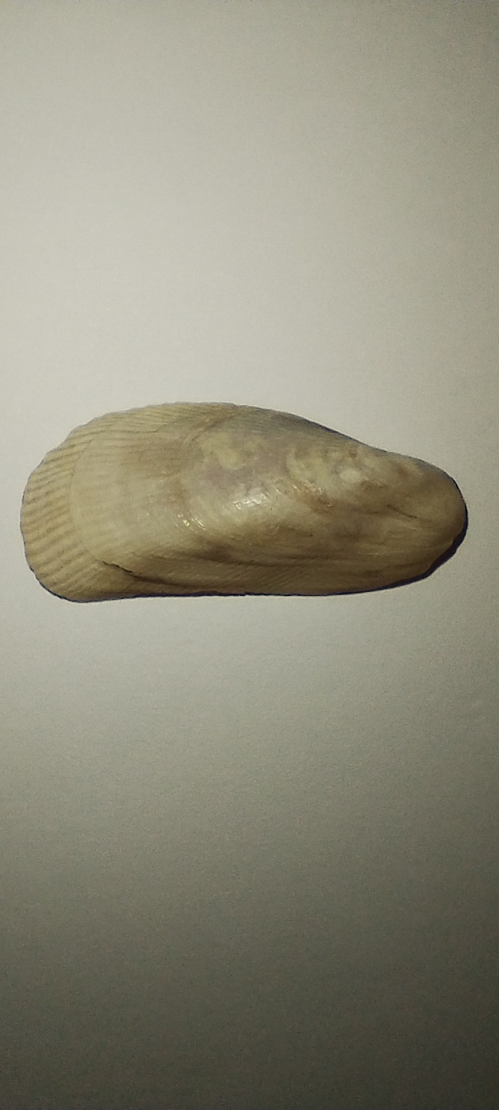 Brachidontes rodriguezii (d'Orbigny, 1842)