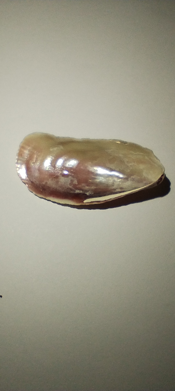 Brachidontes rodriguezii (d'Orbigny, 1842)