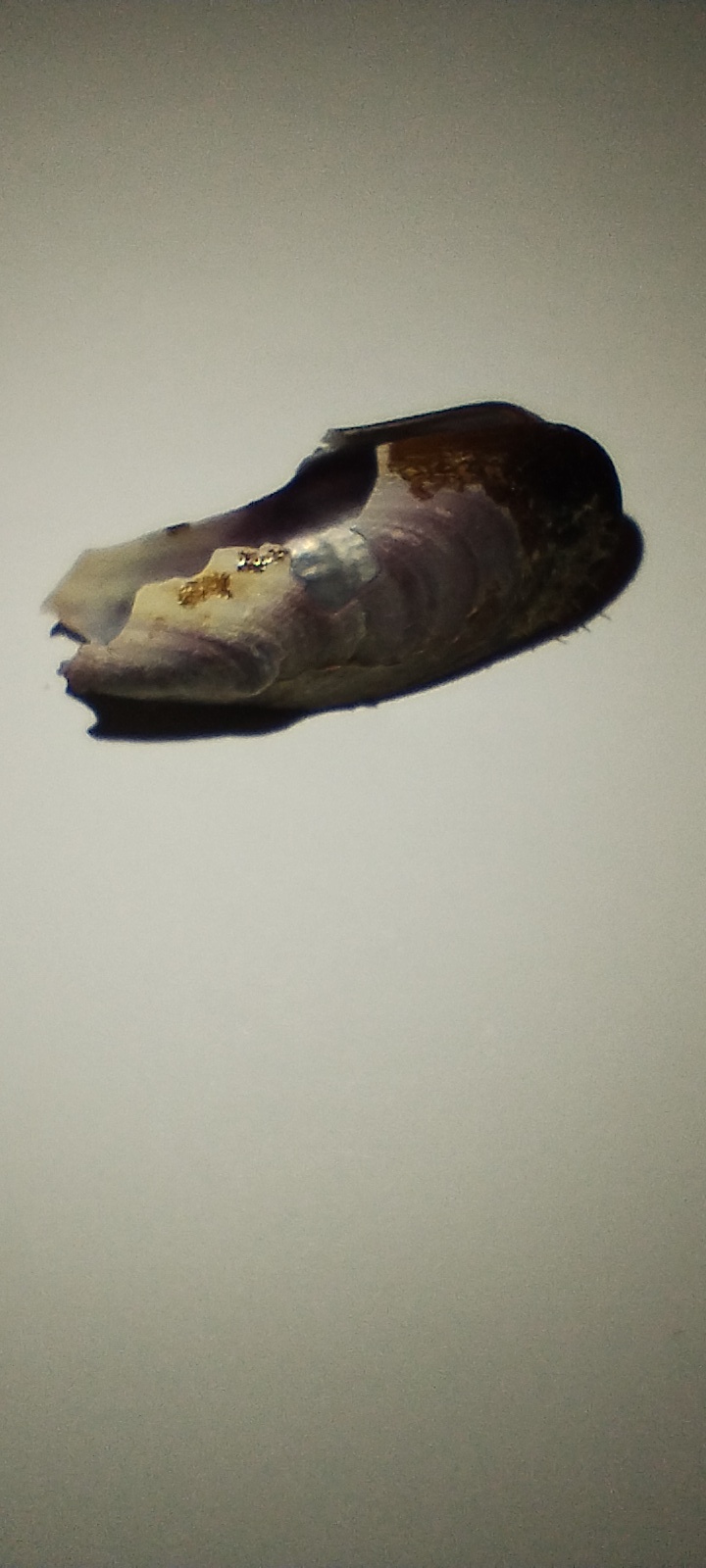 Brachidontes rodriguezii (d'Orbigny, 1842)