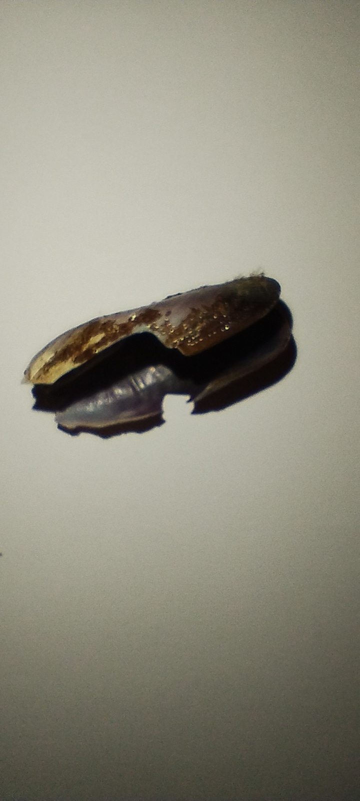 Brachidontes rodriguezii (d'Orbigny, 1842)