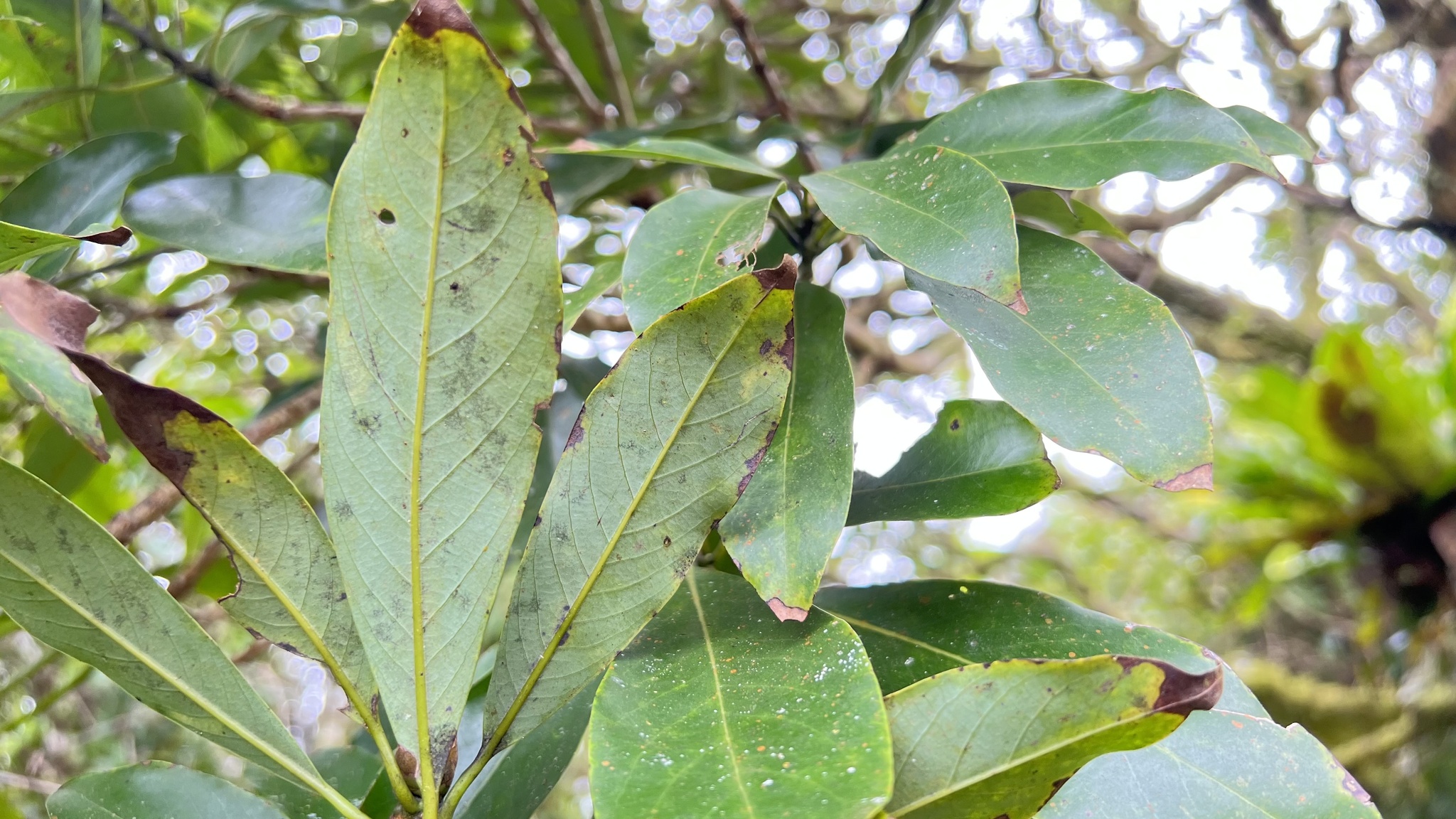 Machilus japonica Siebold & Zucc.