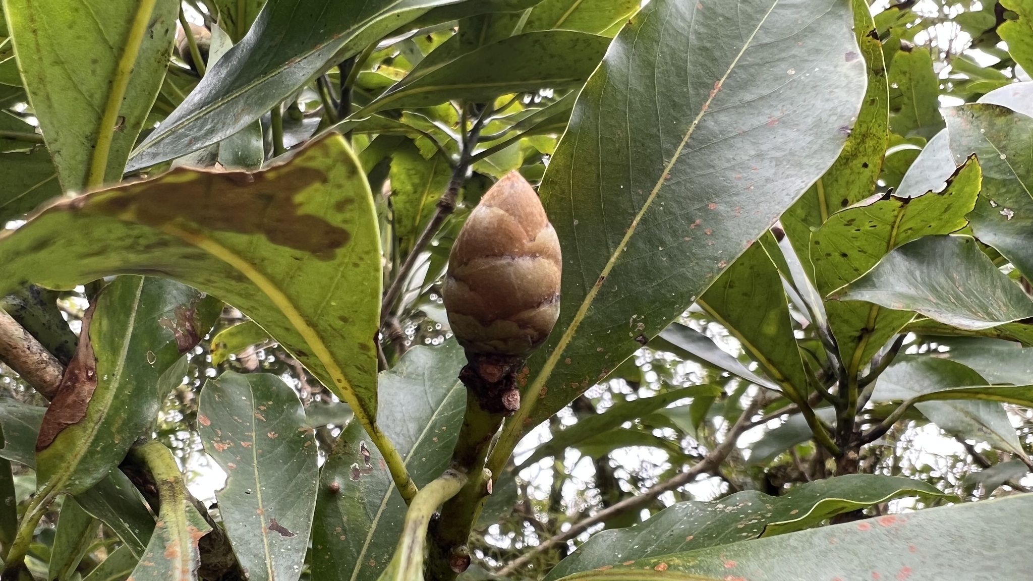 Machilus japonica Siebold & Zucc.