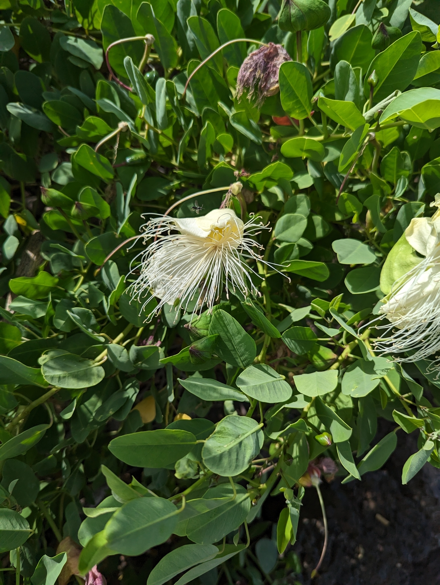 Capparis spinosa L.