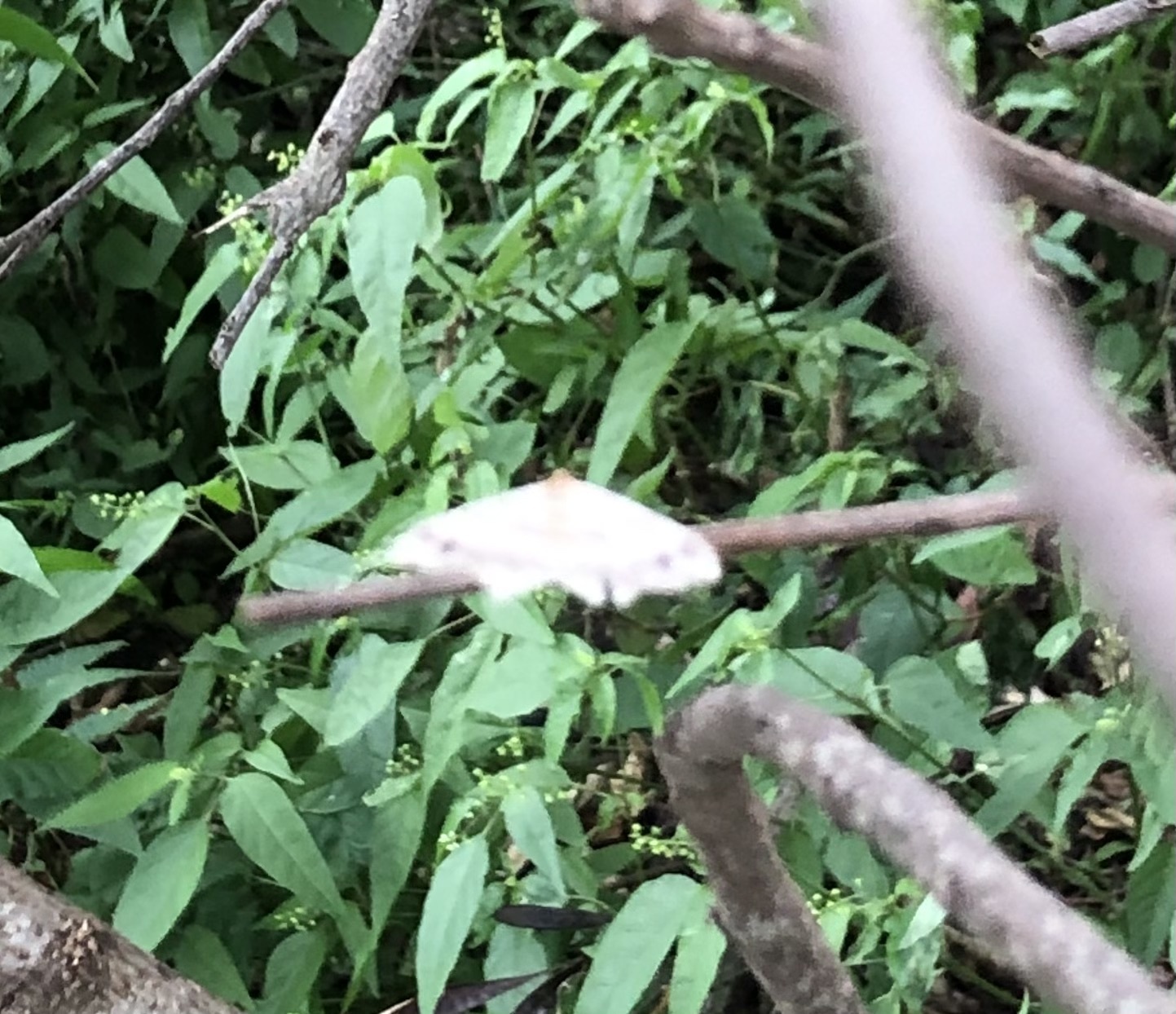 Macaria abydata Guenée