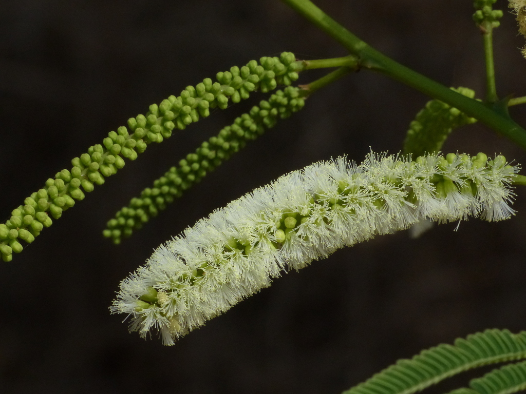 Acacias, Mimosas, mesquites, and allies (Mimosoideae) - Botanical Realm