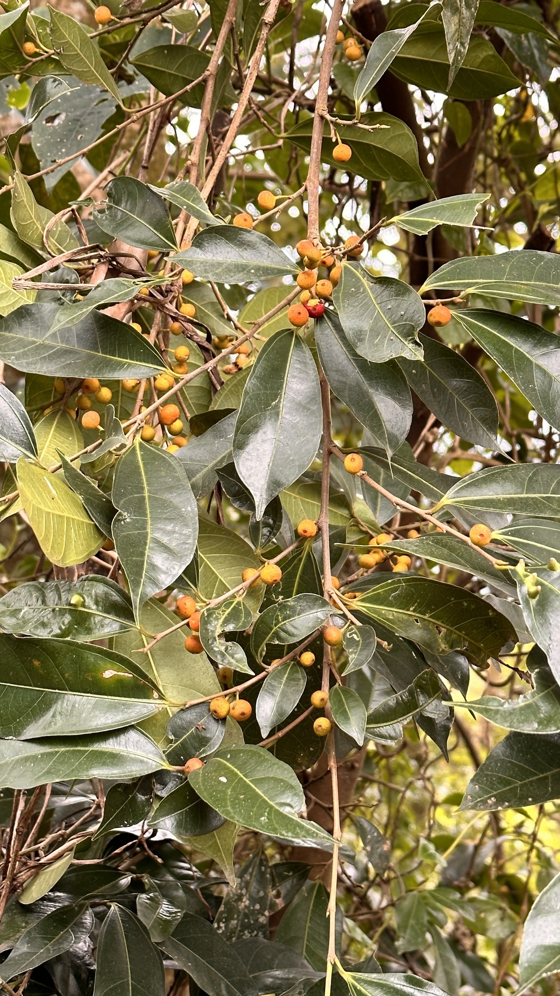 Ficus ampelos Burm.f.