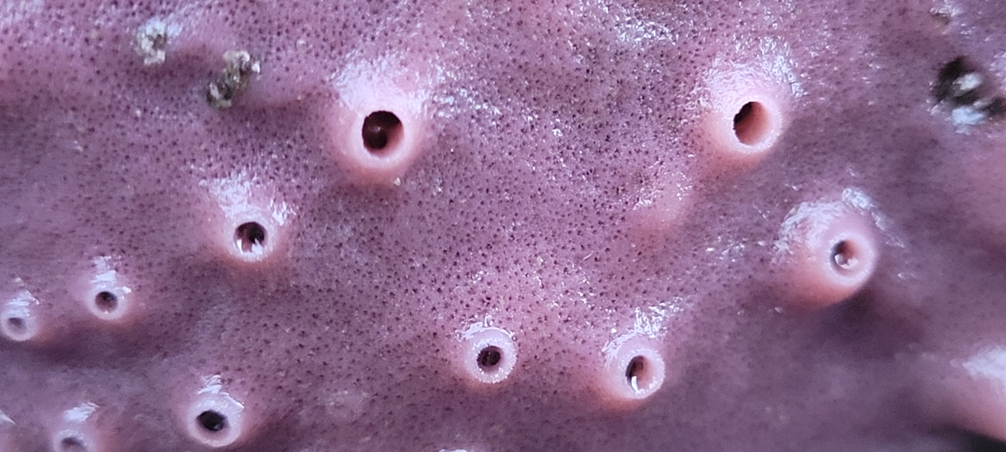 Chalinidae