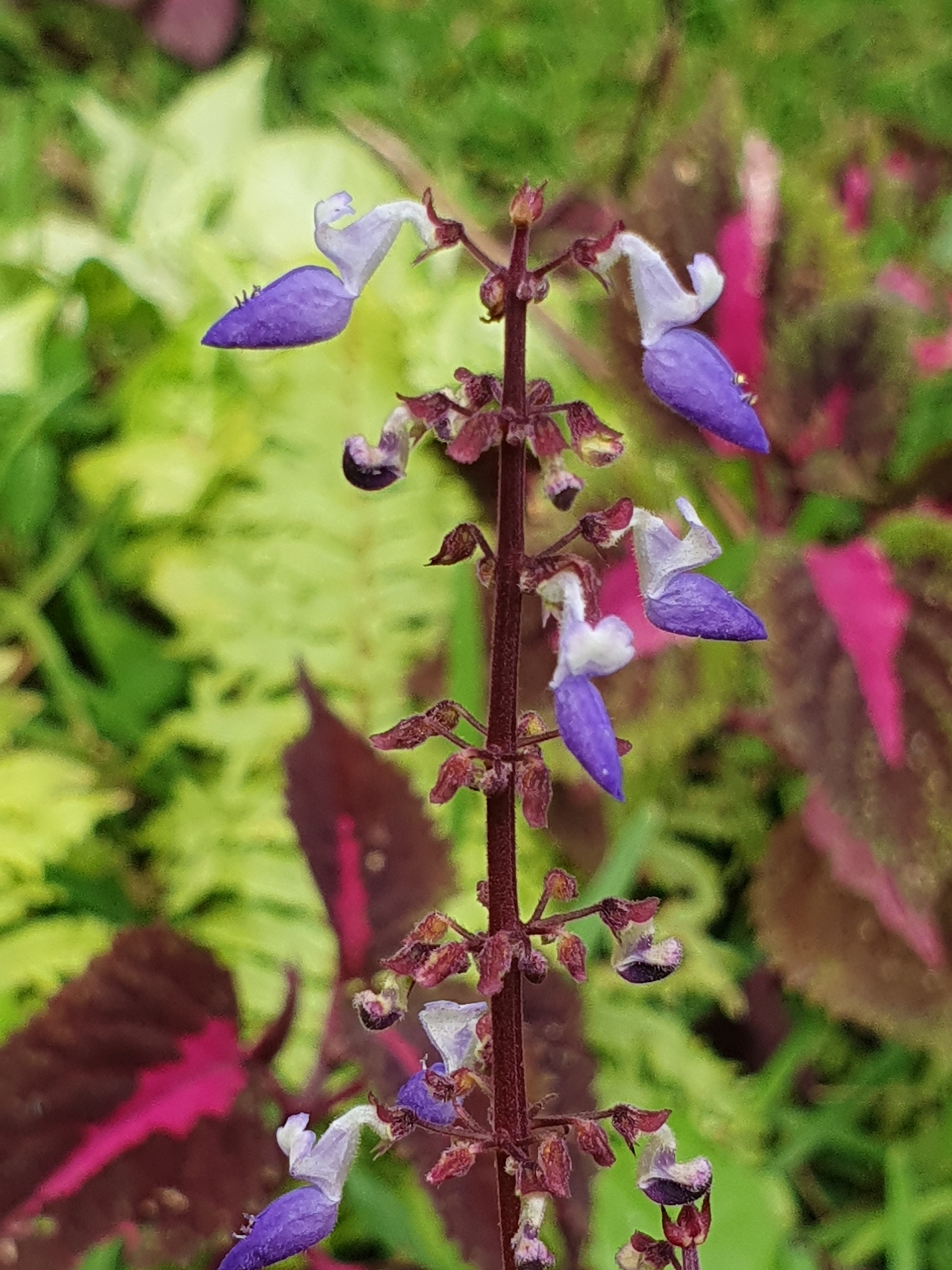 Coleus scutellarioides (L.) Benth.