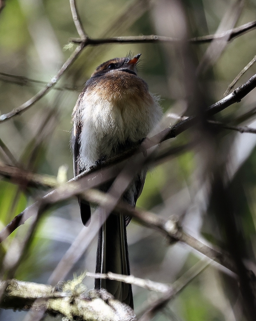 Grey Fantail from Monbulk VIC 3793, Australia on January 28, 2023 at 03 ...