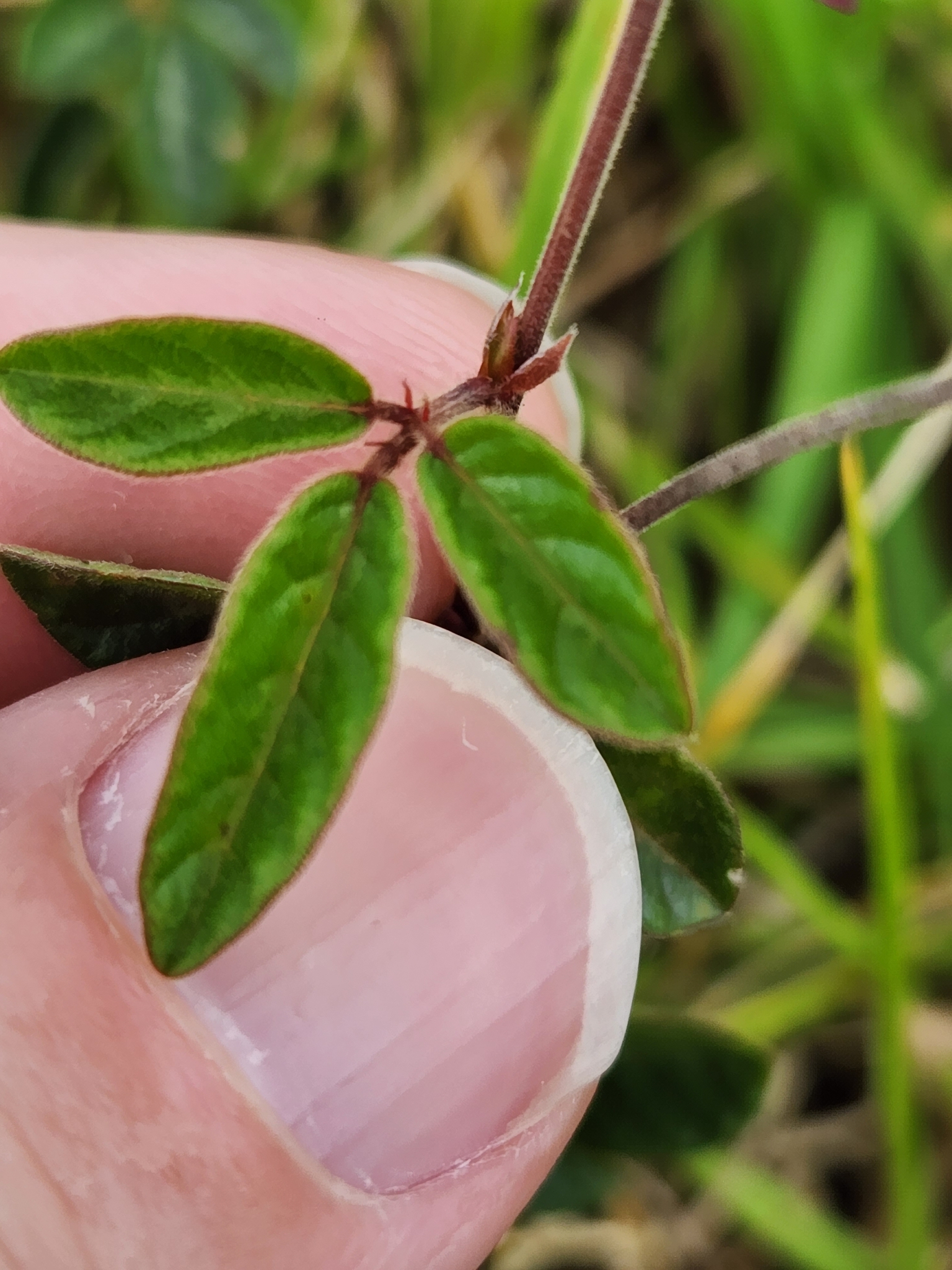 Desmodium incanum (Sw.) DC.