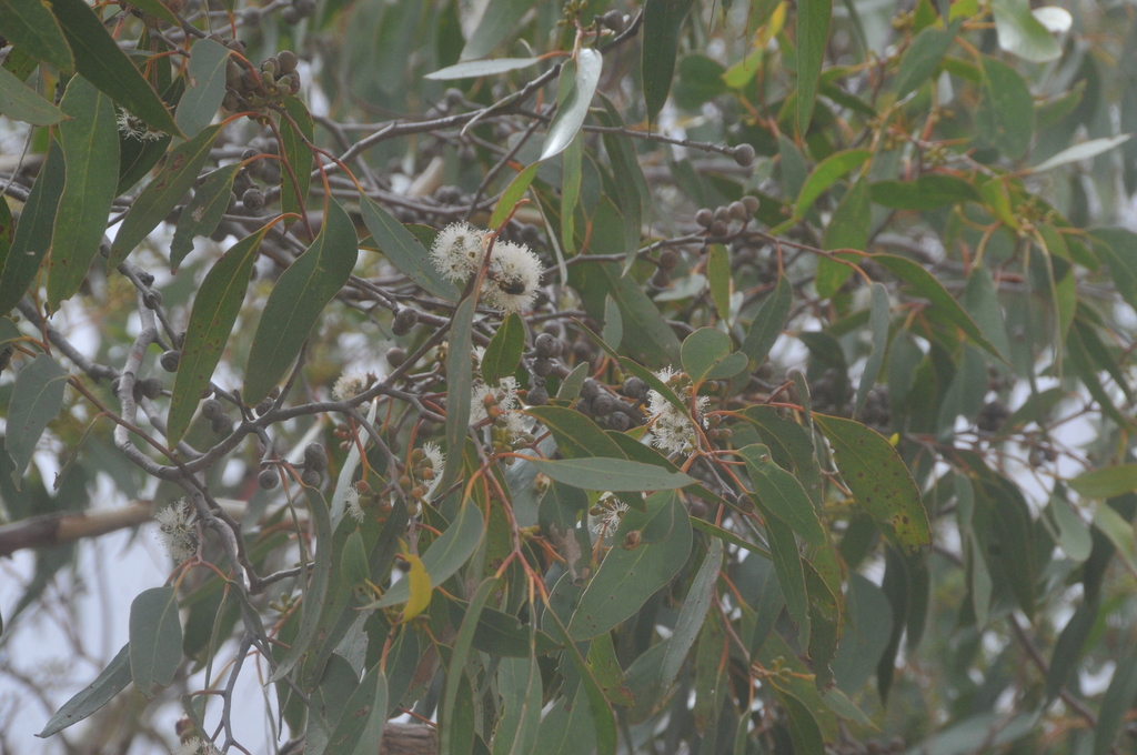 desert stringybark from Talapar SA 5271, Australia on February 1, 2023 ...