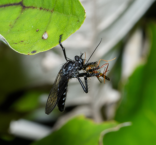 Saropogon viduus · iNaturalist