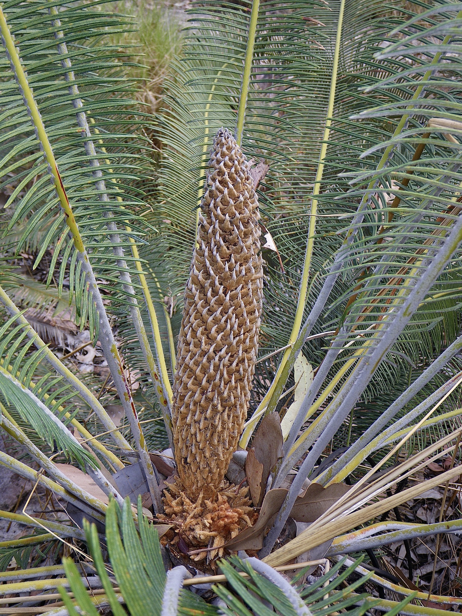 Cycas calcicola Maconochie