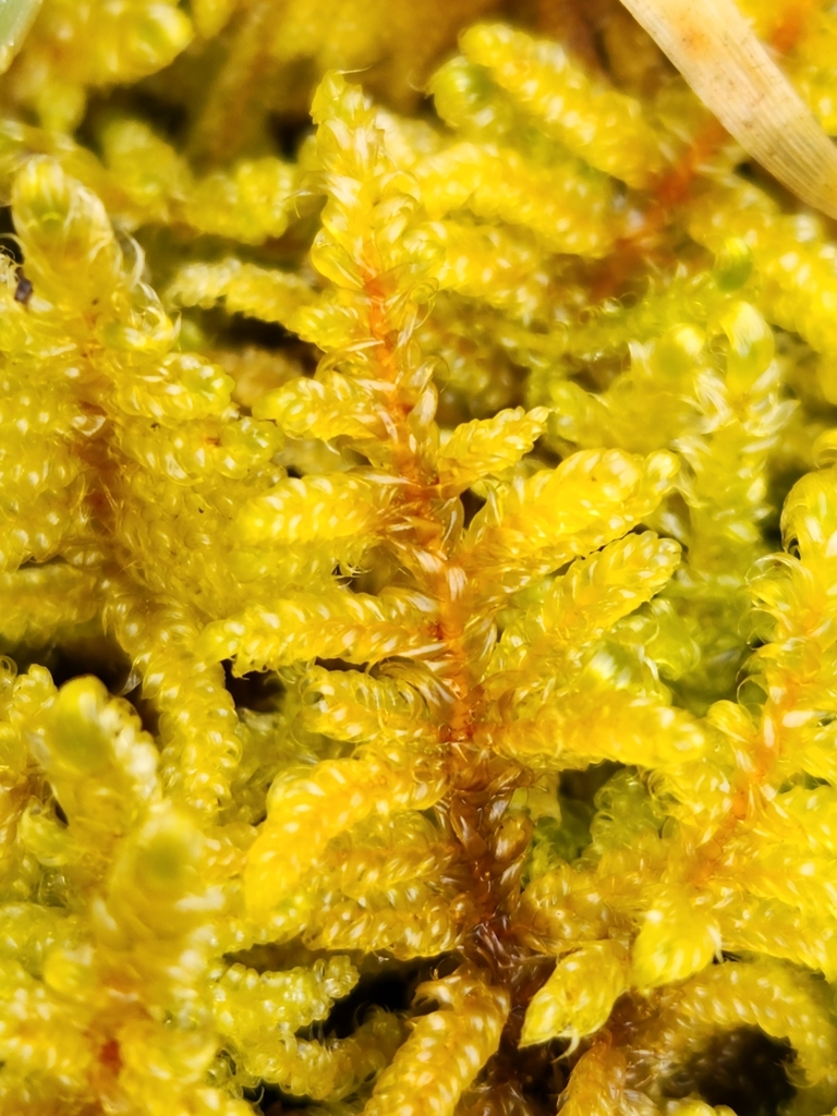Hypnum plumaeforme from Hawaii County, HI, USA on January 31, 2023 at ...