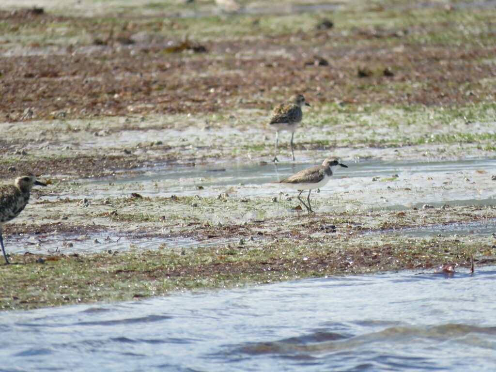 Greater Sand-Plover from Lockhart QLD 4892, Australia on July 07, 2017 ...