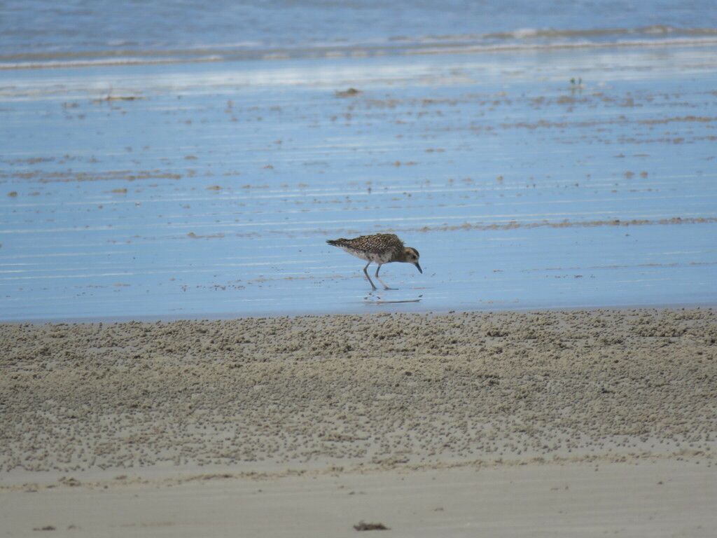Pacific Golden-Plover from Somerset QLD 4876, Australia on July 14 ...
