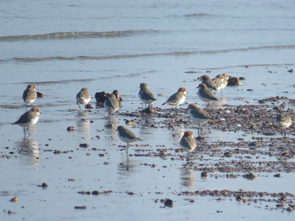 Red-capped Plover from Weipa Town QLD 4874, Australia on July 16, 2017 ...