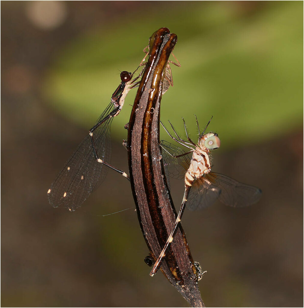 Bird-lime Tree from Henrietta Creek, Wooroonooran QLD 4860, Australie ...