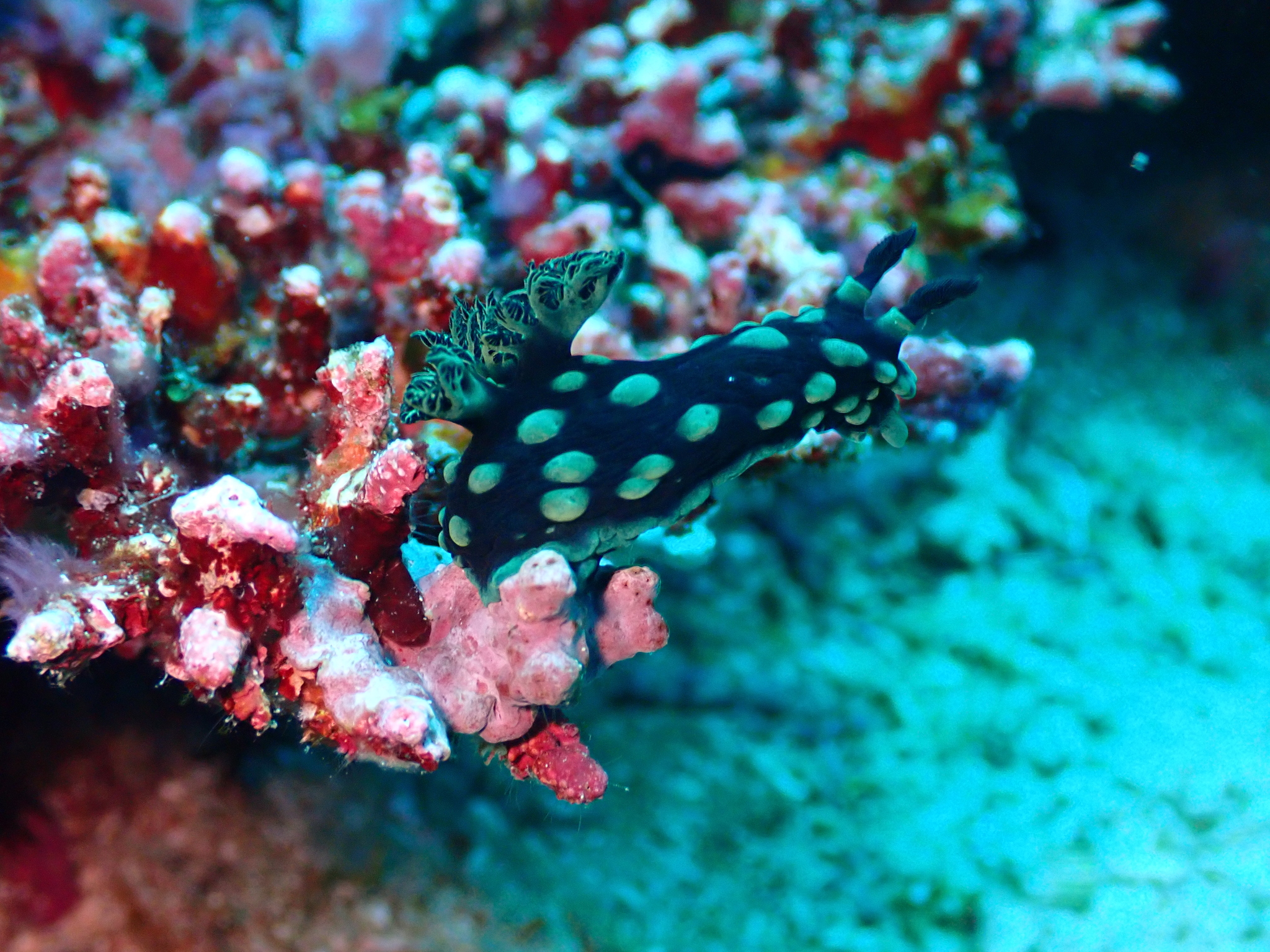 Nembrotha cristata Bergh, 1877