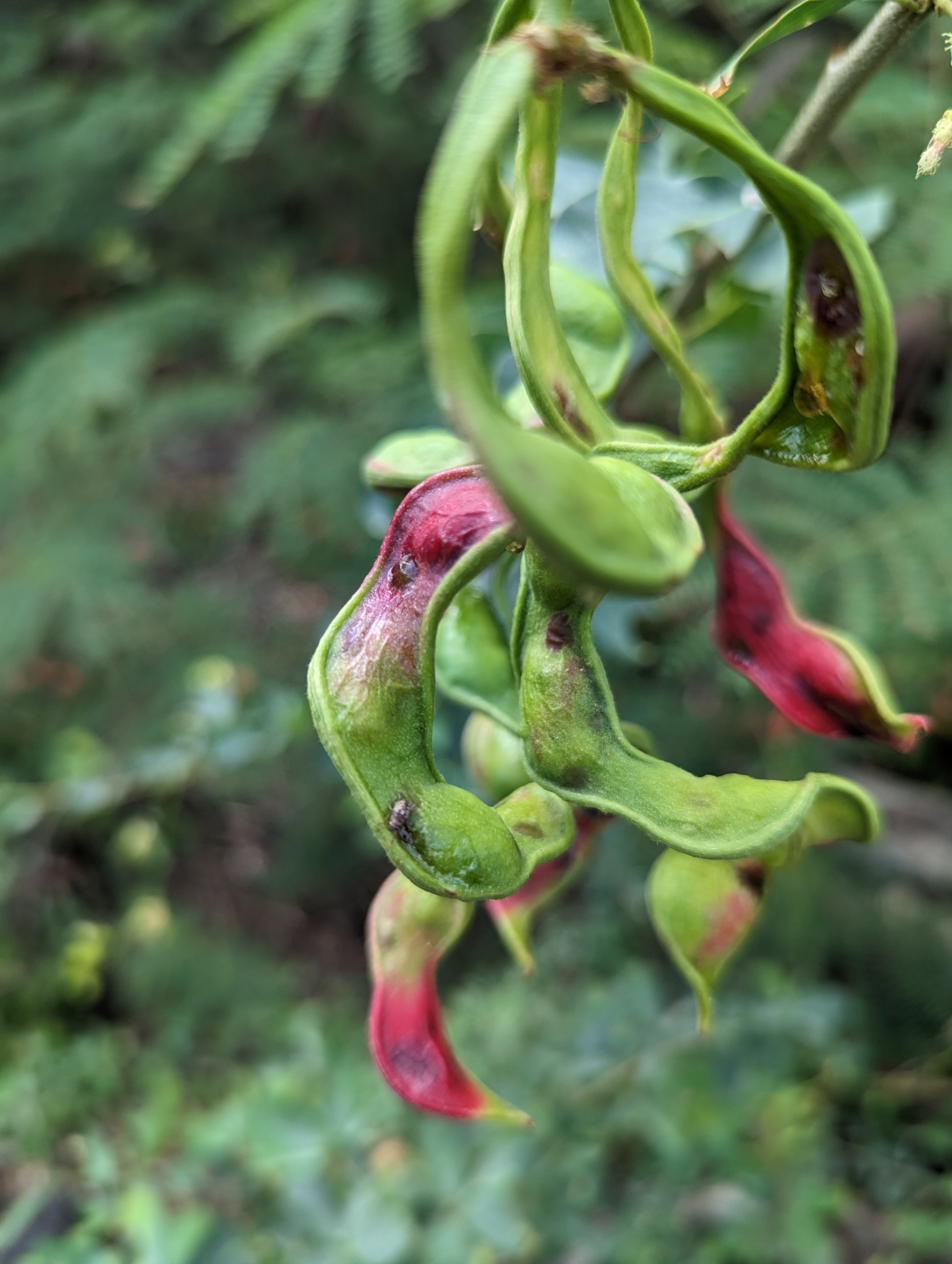 Pithecellobium dulce (Roxb.) Benth.