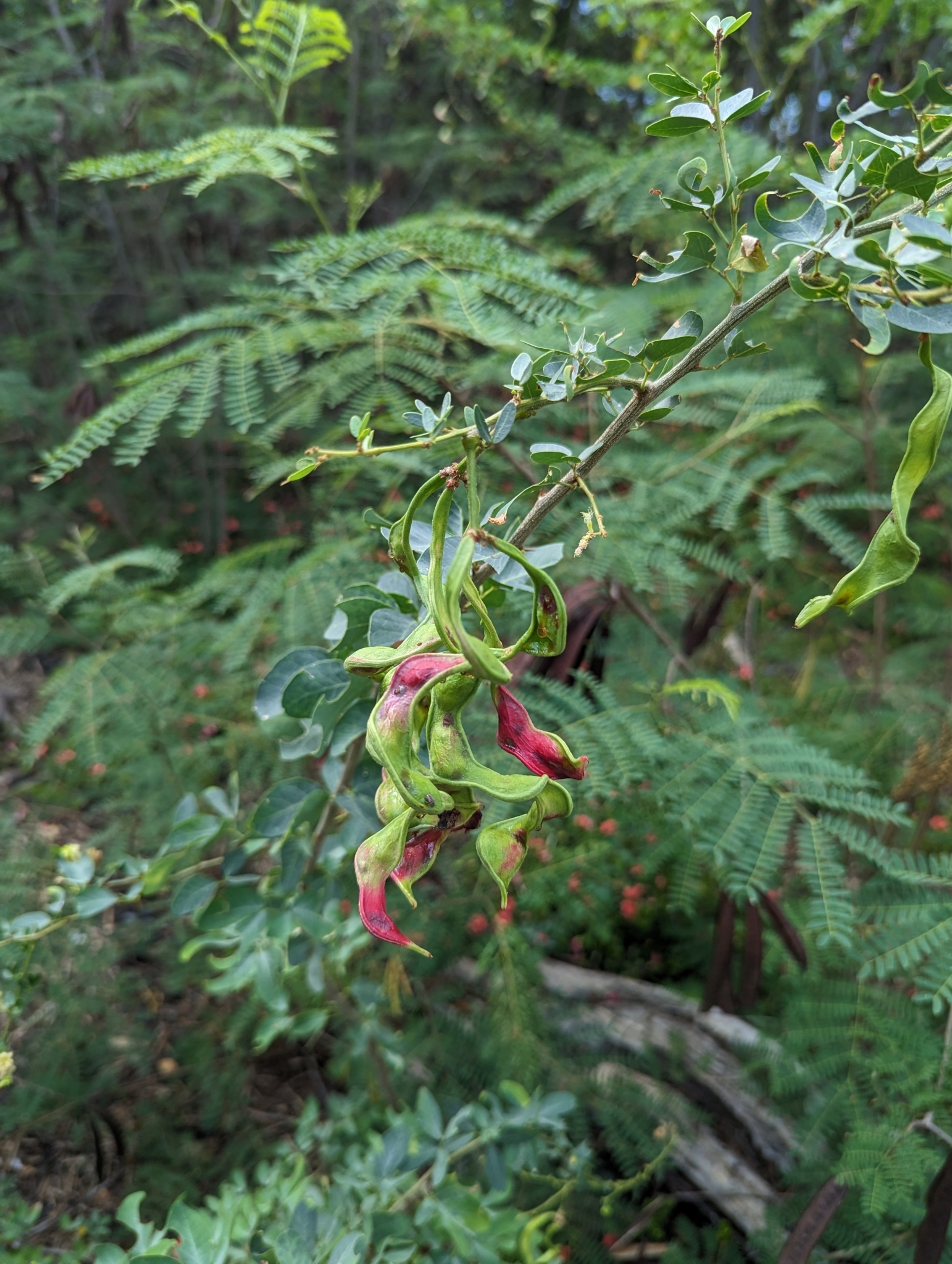 Pithecellobium dulce (Roxb.) Benth.