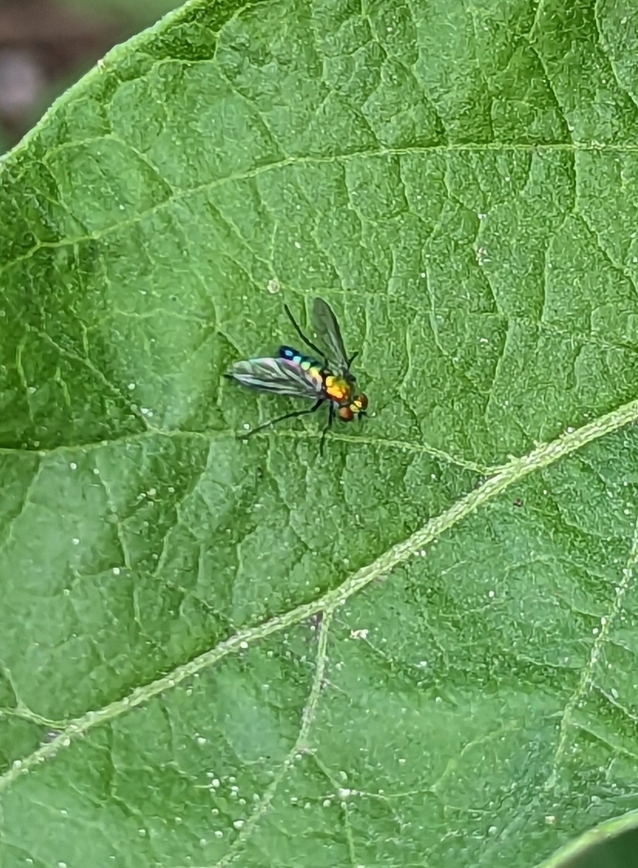 Condylostylus longicornis (Fabricius, 1775)