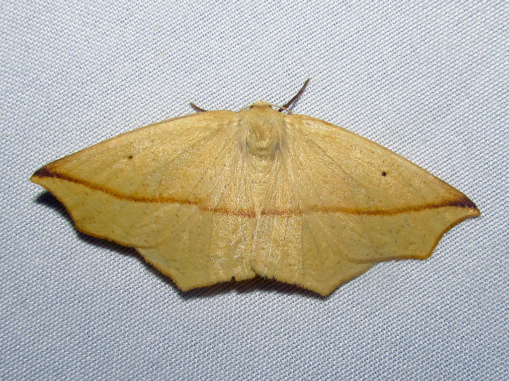 Yellow Slant-line from Upper St Clair, PA, USA on July 10, 2022 at 10: ...