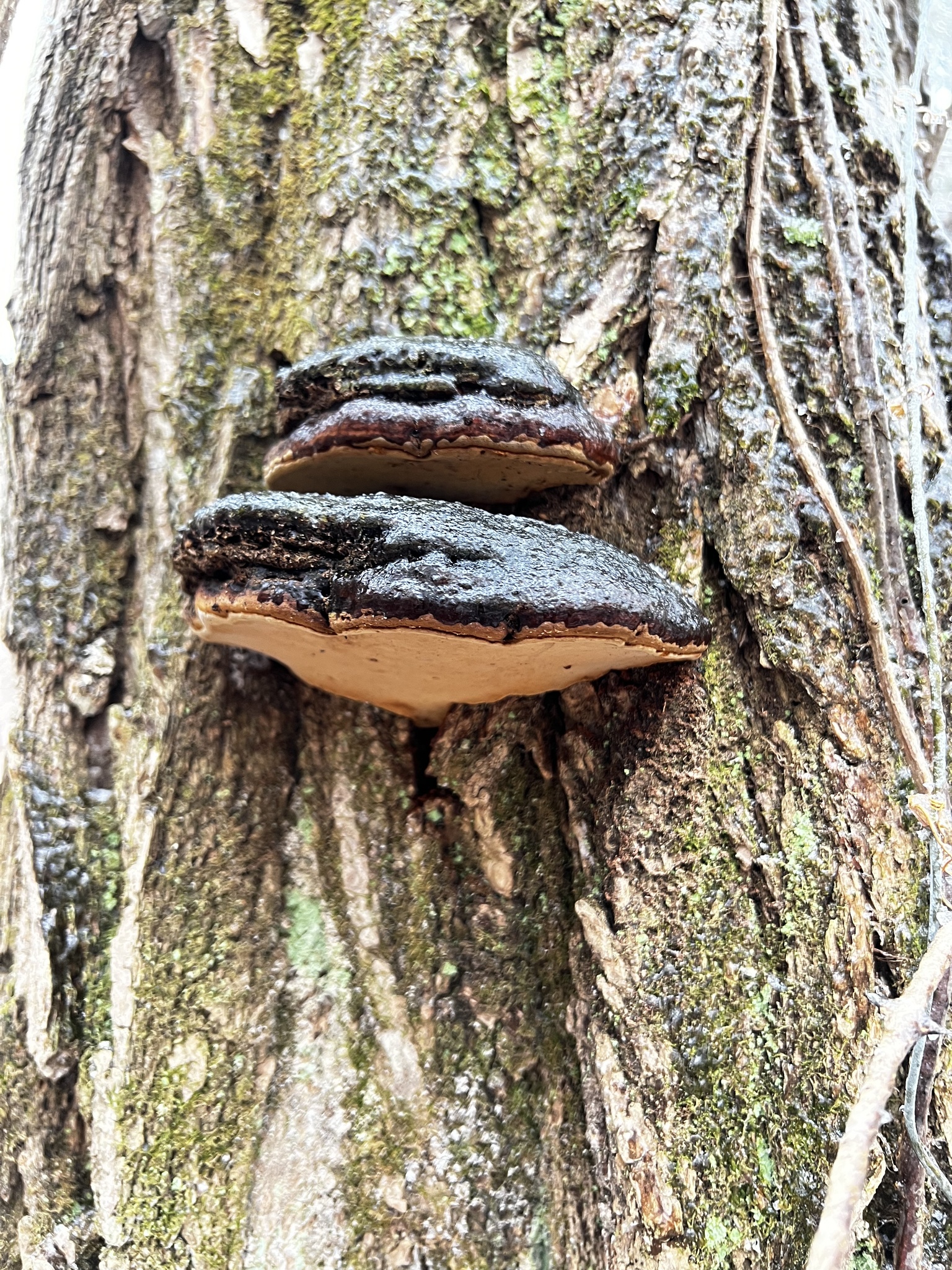 Phellinus robiniae (Murrill) A.Ames