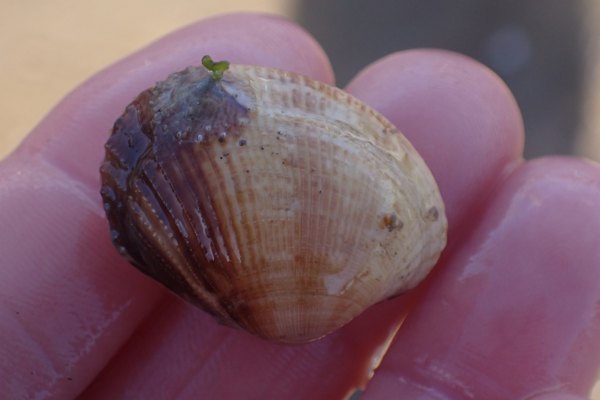 Ruditapes philippinarum (A.Adams & Reeve, 1850)