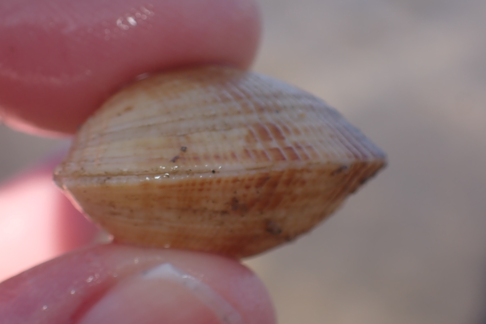 Ruditapes philippinarum (A.Adams & Reeve, 1850)