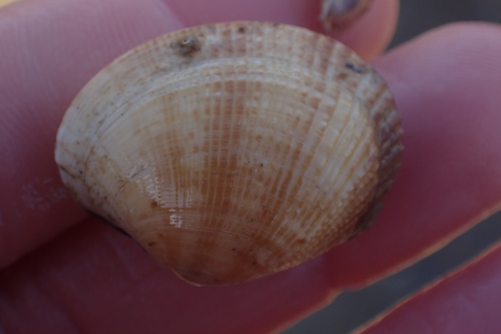 Ruditapes philippinarum (A.Adams & Reeve, 1850)