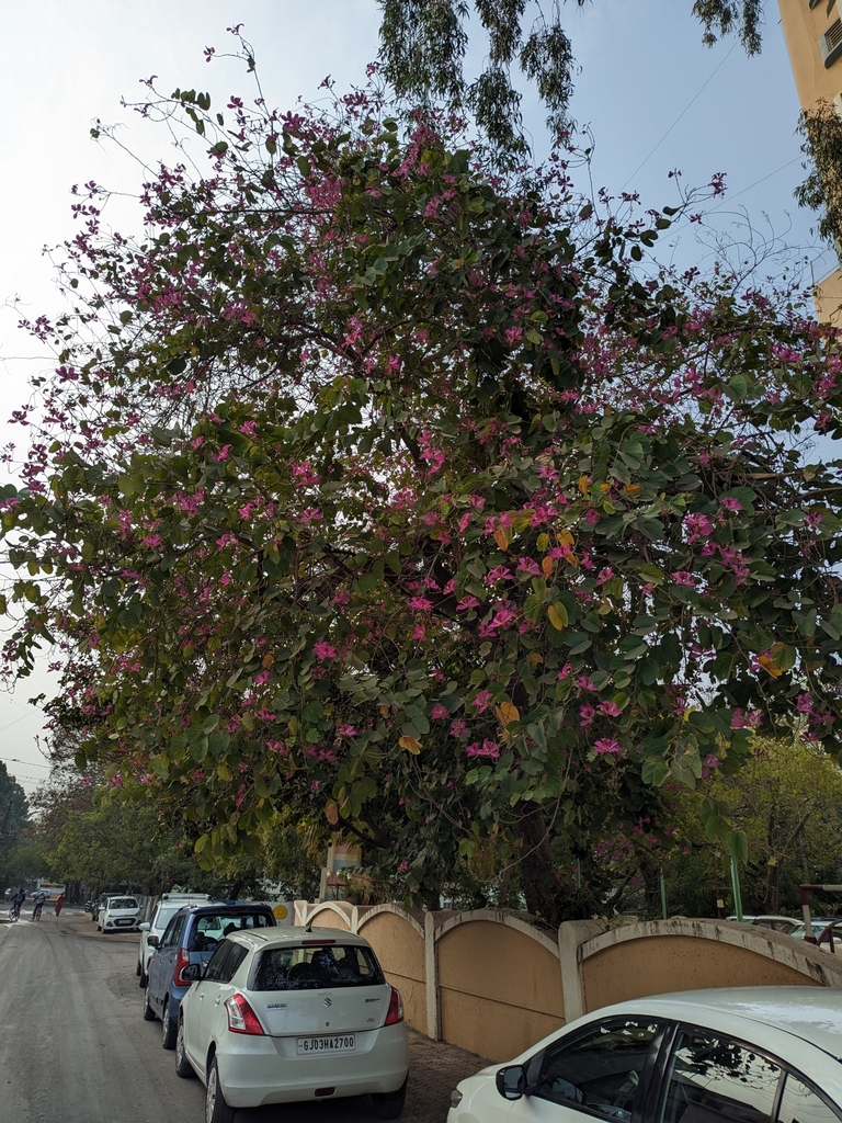 Orchid Trees from Africa Colony-6, Rajkot, Gujarat 360007, India on ...