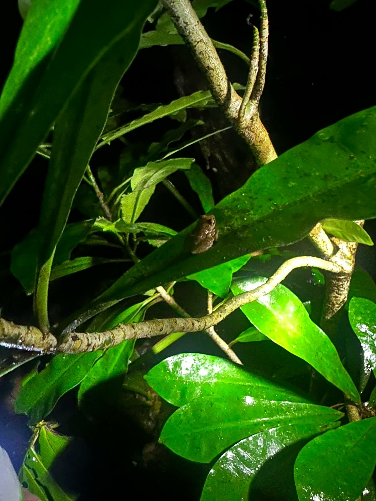 Pristimantis ridens (Cope, 1866)