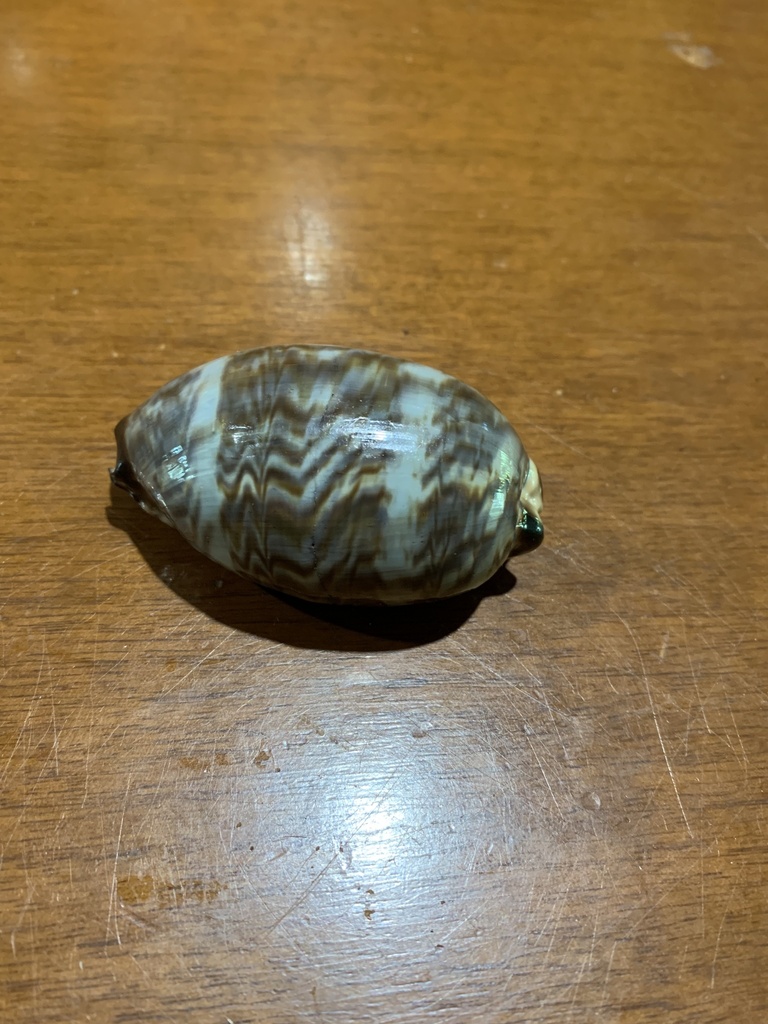 Eglantine Cowry from Urunga, NSW, AU on June 27, 2022 at 01:45 PM by ...