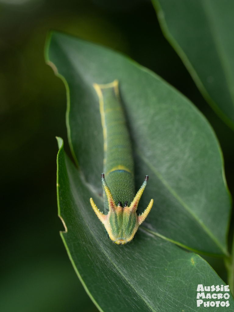 Tailed Emperor from Buggin in Cairns Botanic Gardens, QLD, Australia on ...