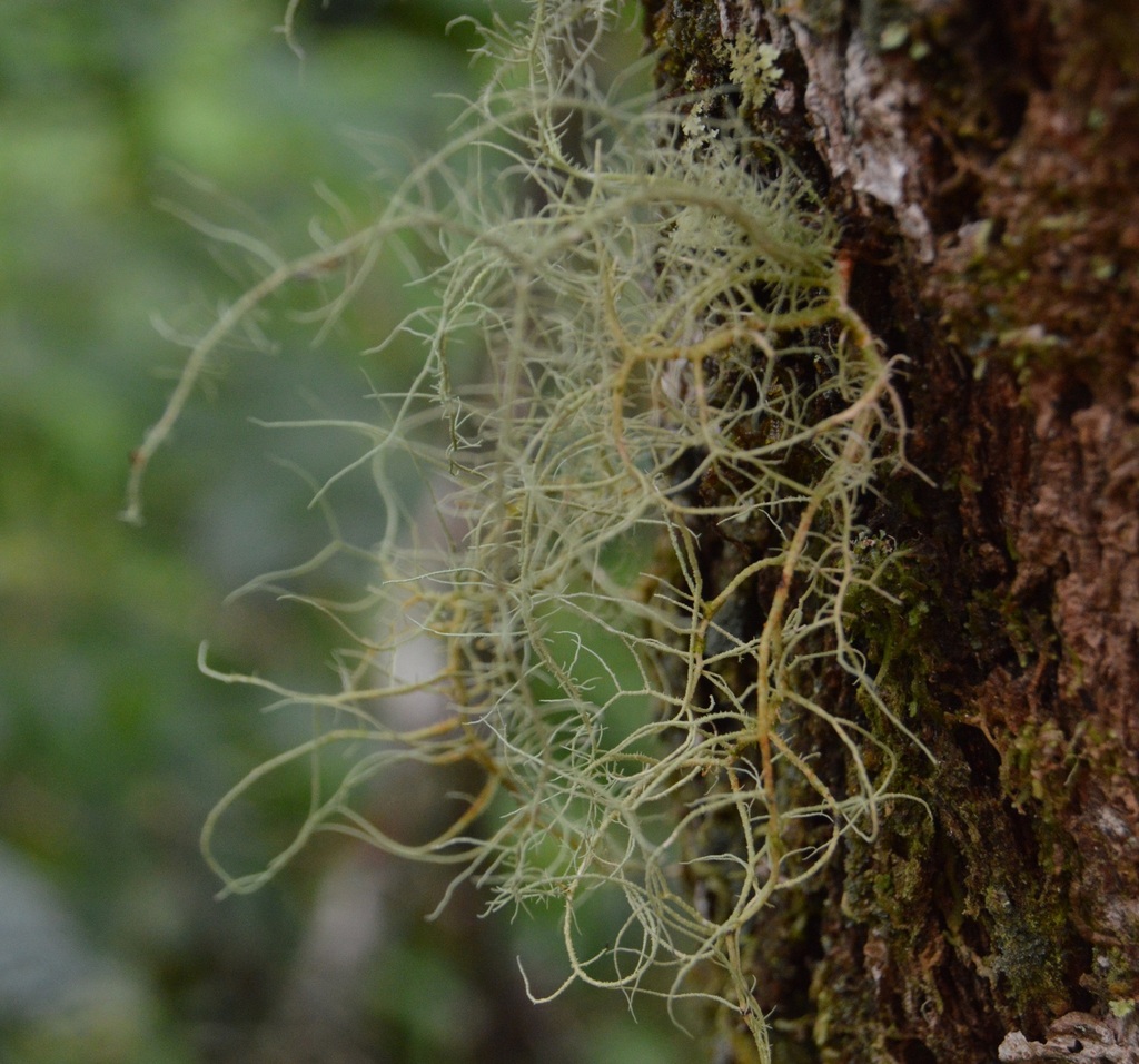 Red Beard Lichen from Limon Indanza, Ecuador on January 24, 2023 at 03: ...