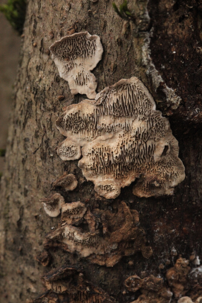 Datronia mollis (Hongos de Córdoba) · iNaturalist