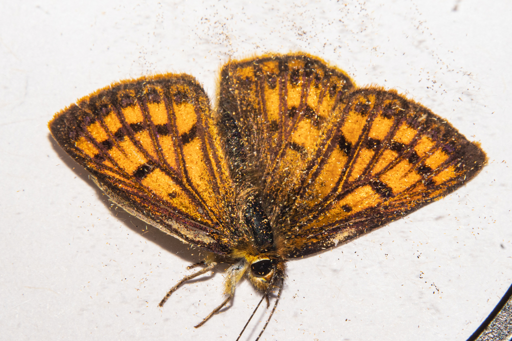 Western alpine boulder copper from Southland District, Southland, New ...