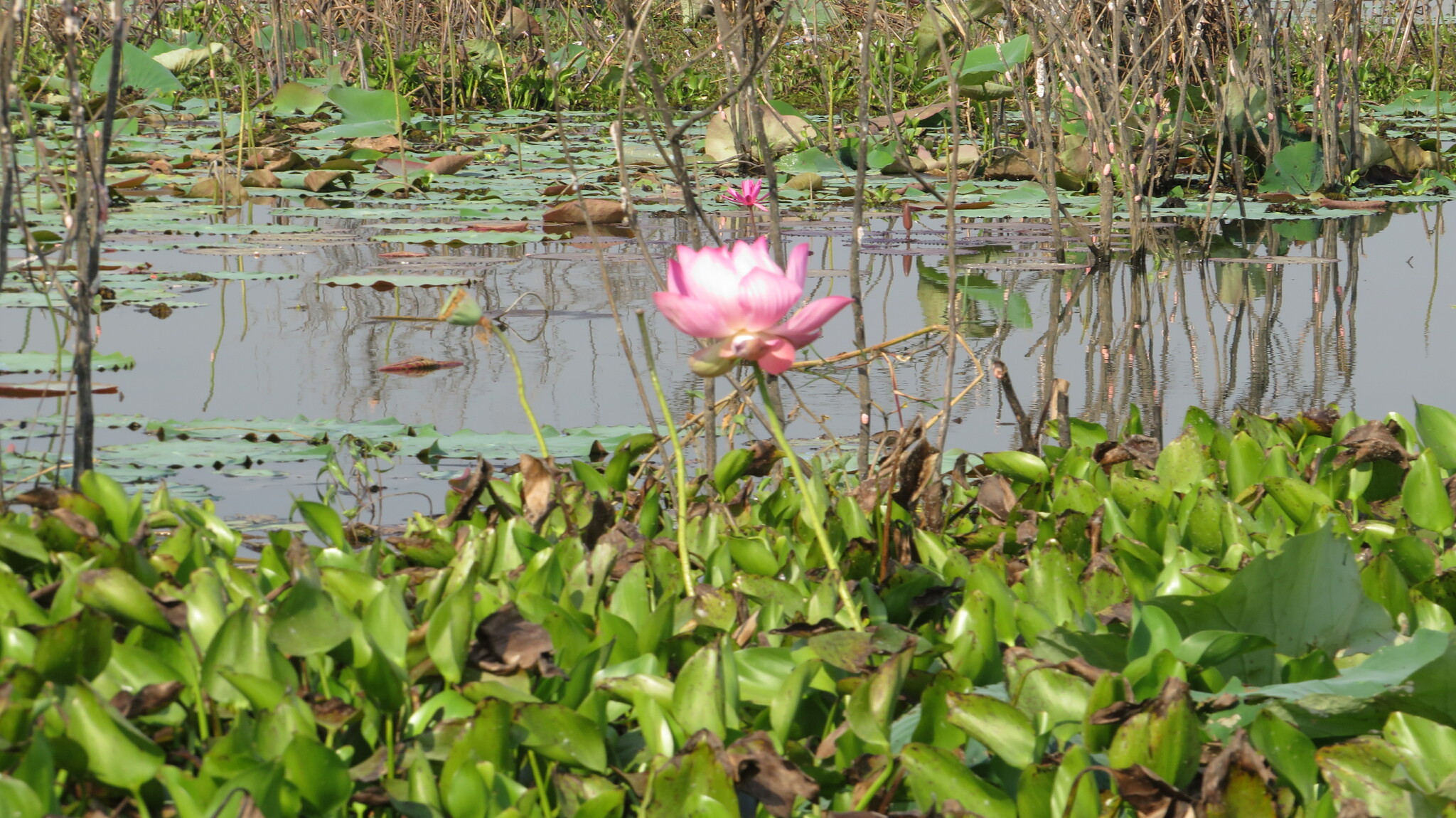 Nelumbo nucifera Gaertn.