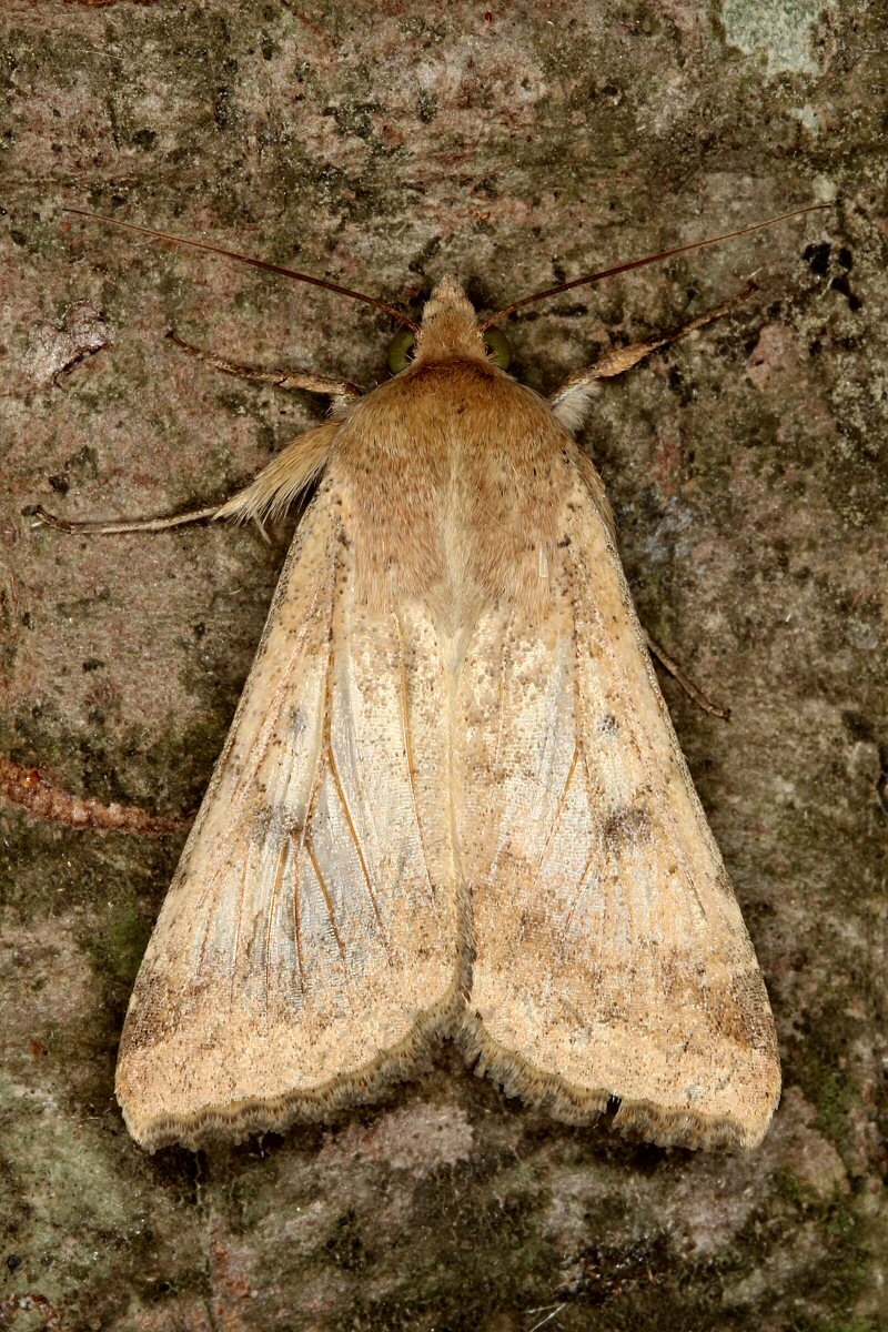 Helicoverpa armigera (Hübner, 1808)