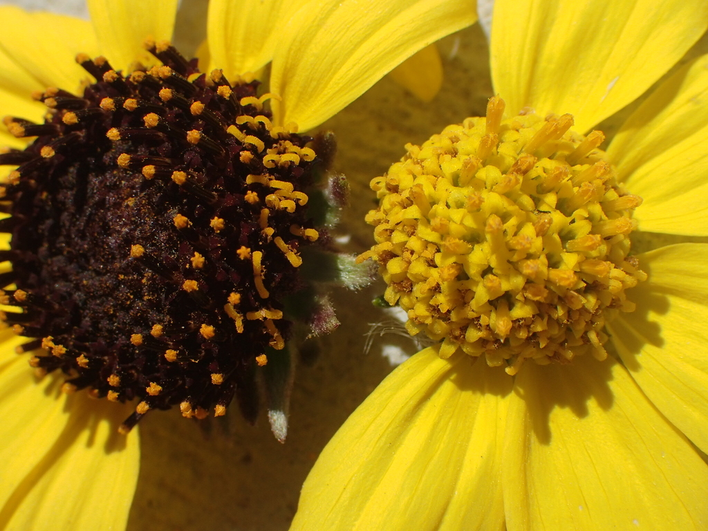 California brittlebush from Orange County Great Park, Irvine, CA, USA ...