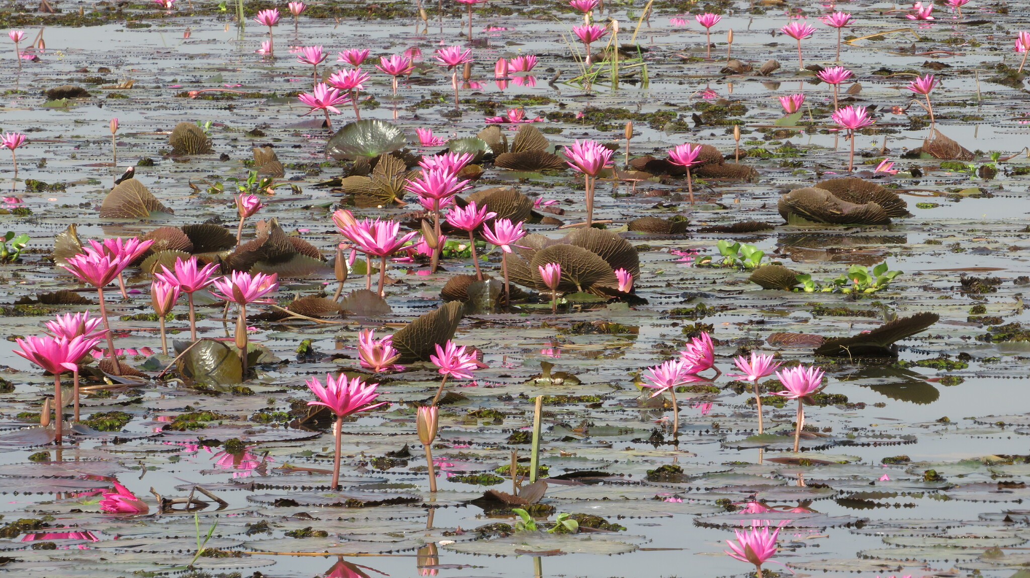 Nymphaea L.
