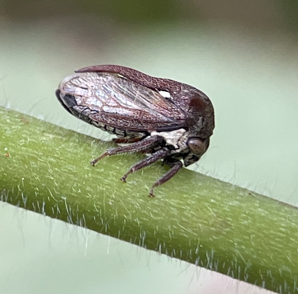 Ceraon from Frankston South, VIC, AU on February 01, 2023 at 07:19 PM ...