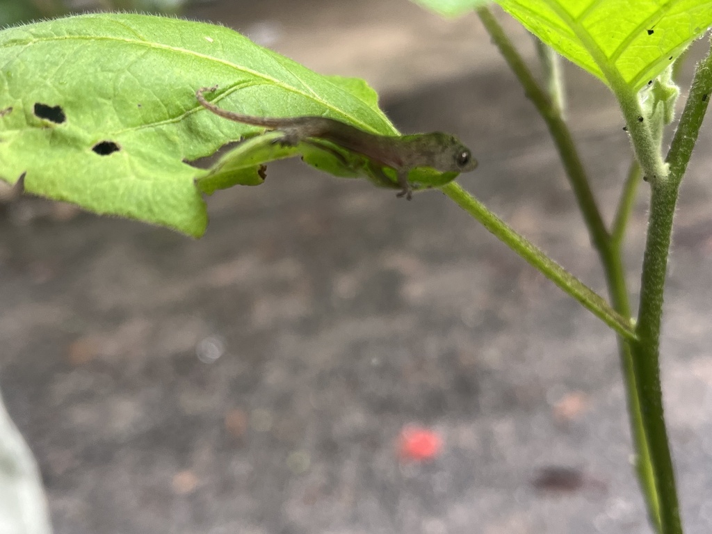 Geckos from Danbulla, QLD, AU on January 30, 2023 at 10:21 PM by ...