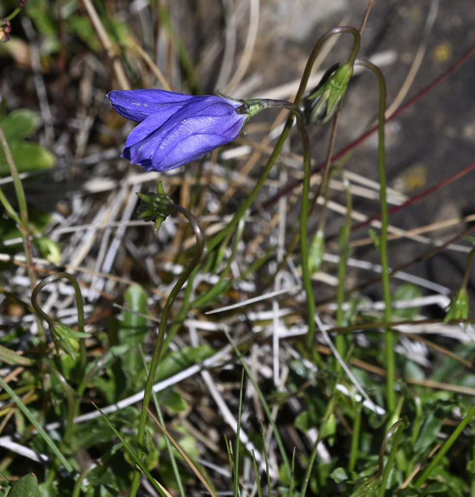 Royal Bluebell from Mount Buller VIC 3723, Australia on January 19 ...