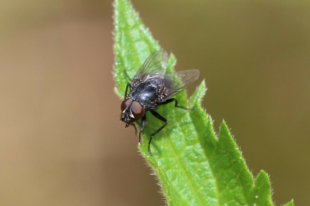 Calyptrate Flies from Tidbinbilla Nature Reserve, ACT, Australia on ...