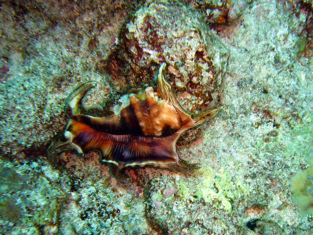Chiragra Conch from Mathiveri Beyru, Ari atoll, Maldives on August 31 ...