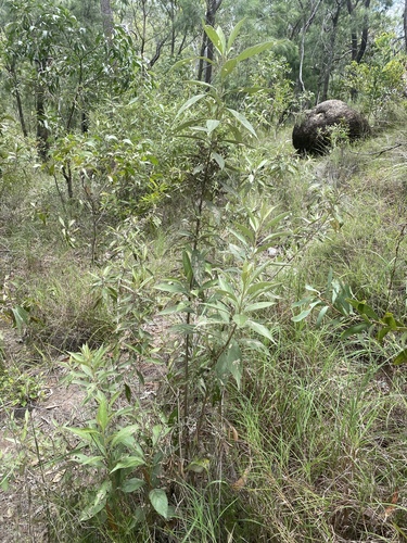 Argophyllum palumense · iNaturalist