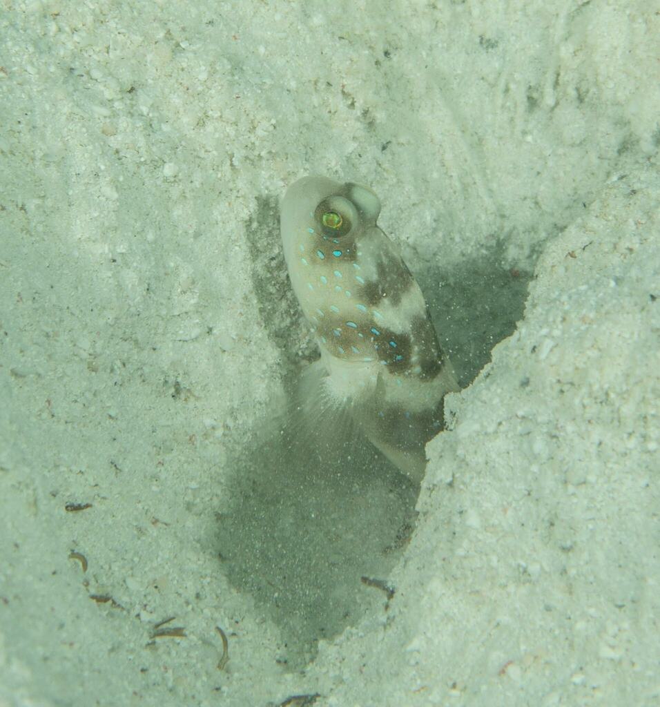 Cryptocentrus from Gladstone, QLD, Australia on January 26, 2023 at 08: ...